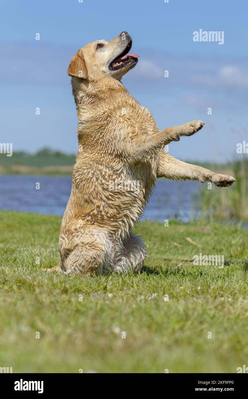 sitting Labrador Retriever Stock Photo - Alamy