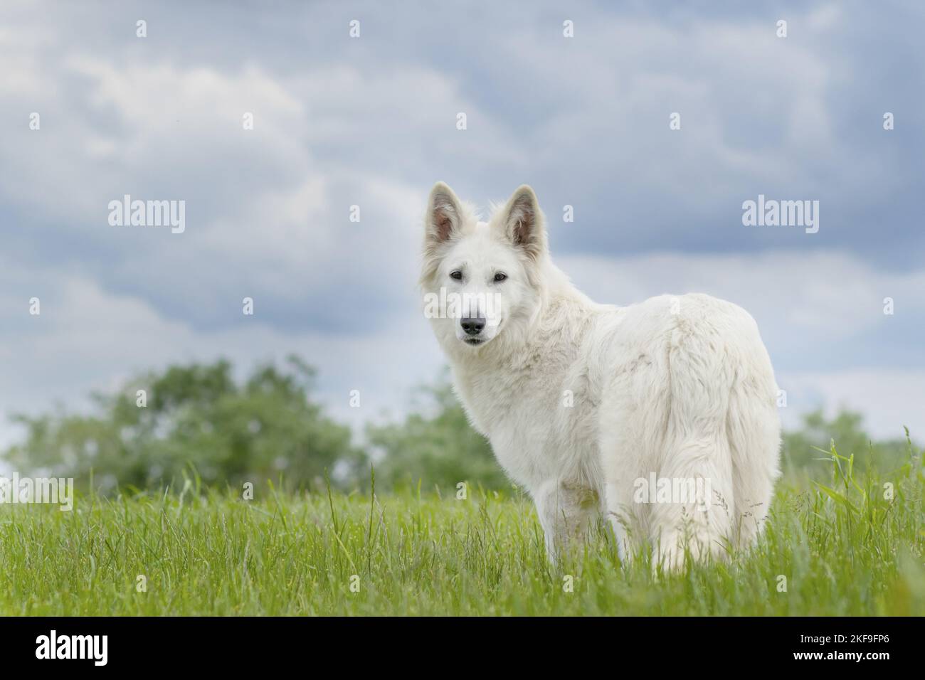 standing Berger Blanc Suisse Stock Photo - Alamy