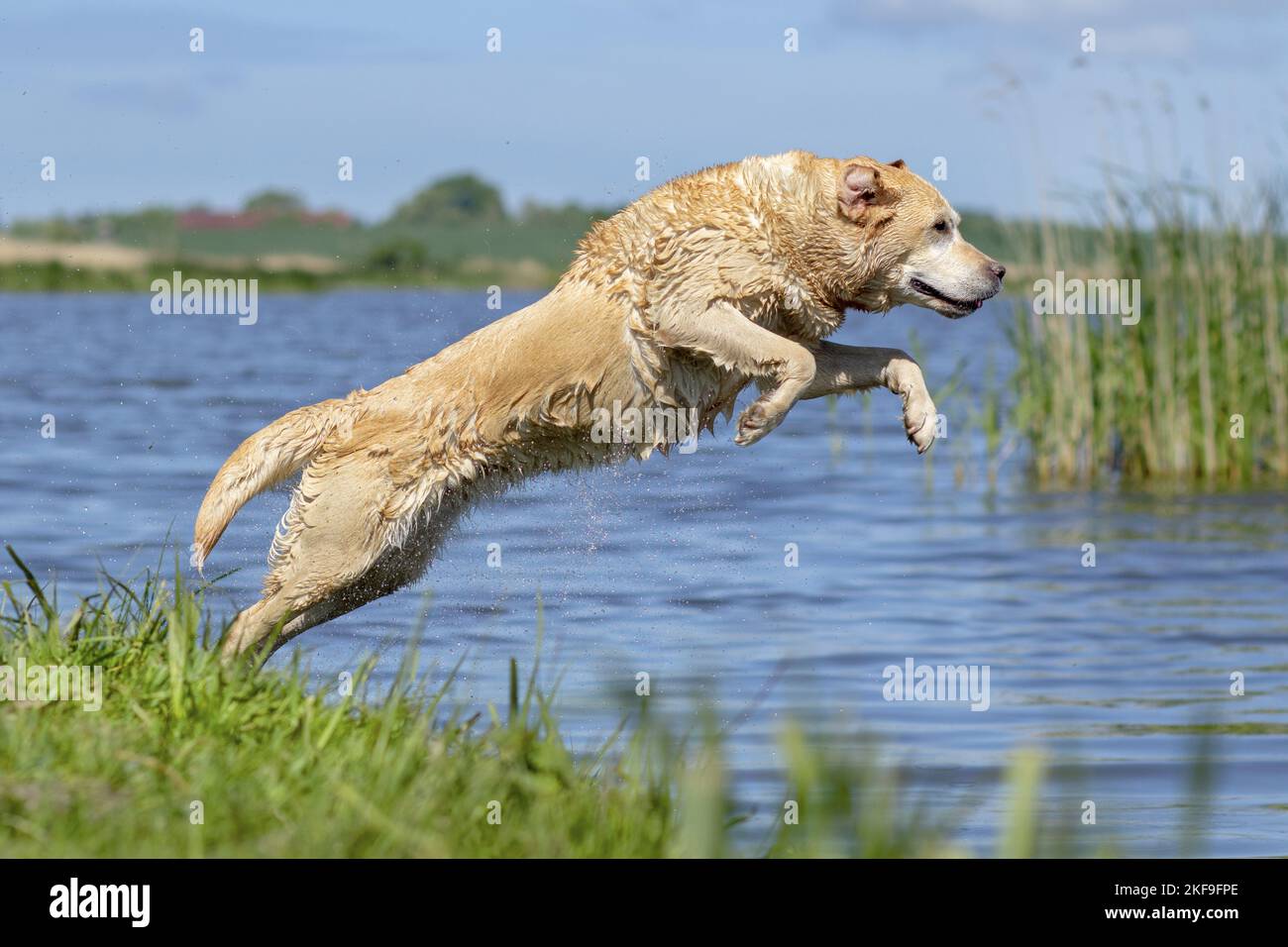 jumping Labrador Retriever Stock Photo - Alamy