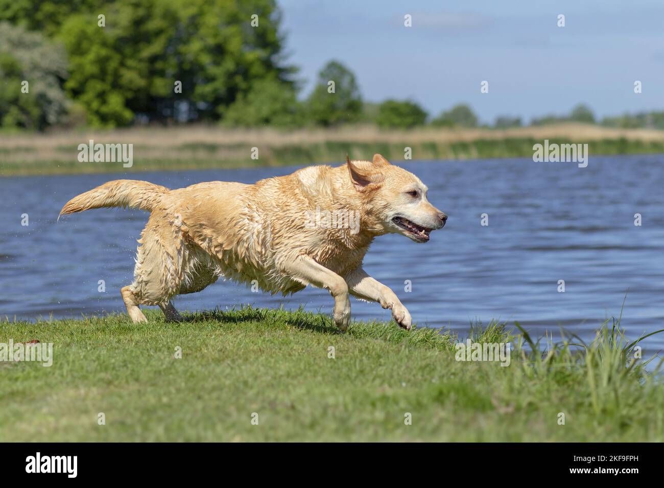 running Labrador Retriever Stock Photo - Alamy