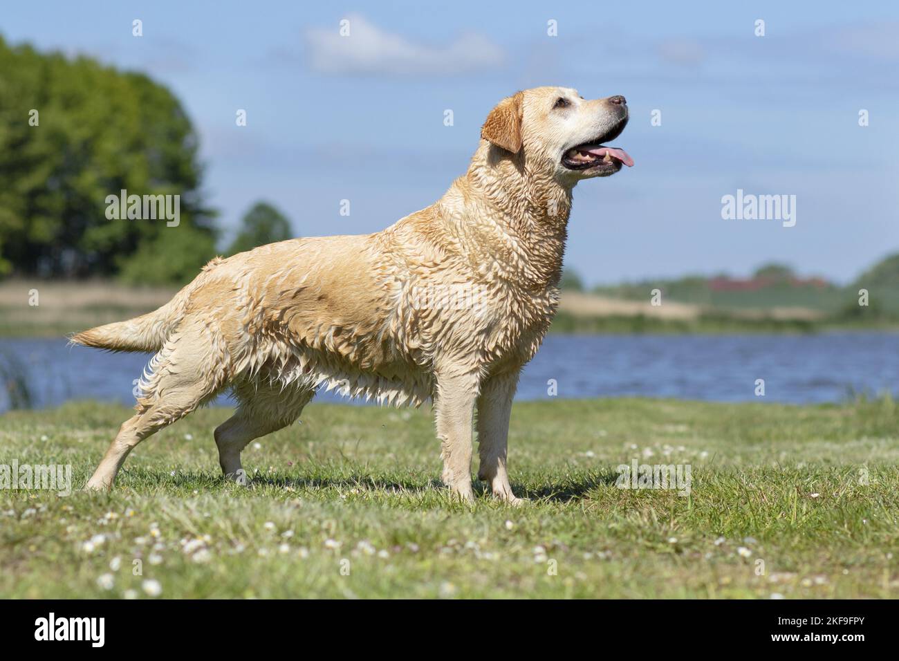 standing Labrador Retriever Stock Photo - Alamy
