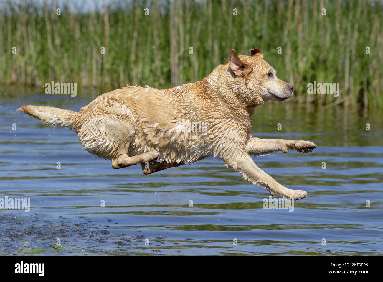 Wet hunting dog jumping hi-res stock photography and images - Alamy