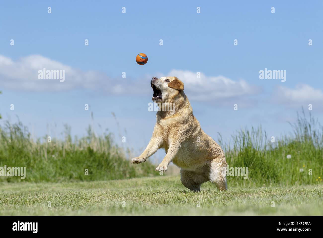 Labrador retriever catching game hi-res stock photography and images ...