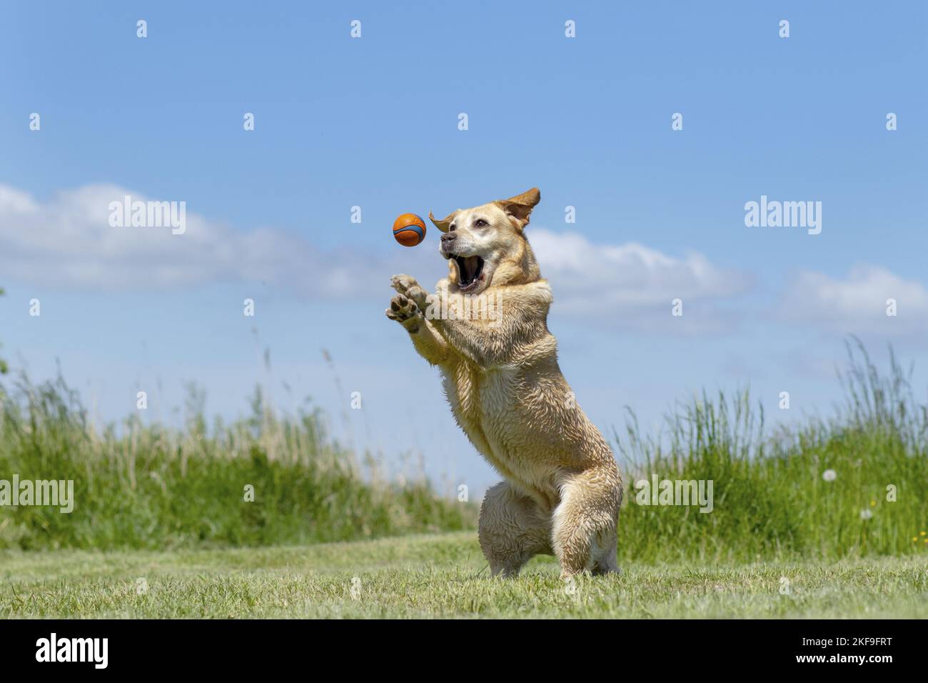 playing Labrador Retriever Stock Photo - Alamy