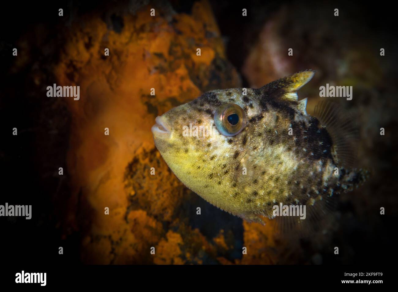 Beautiful colorful triggerfish swimming above healthy coral reef in the ...