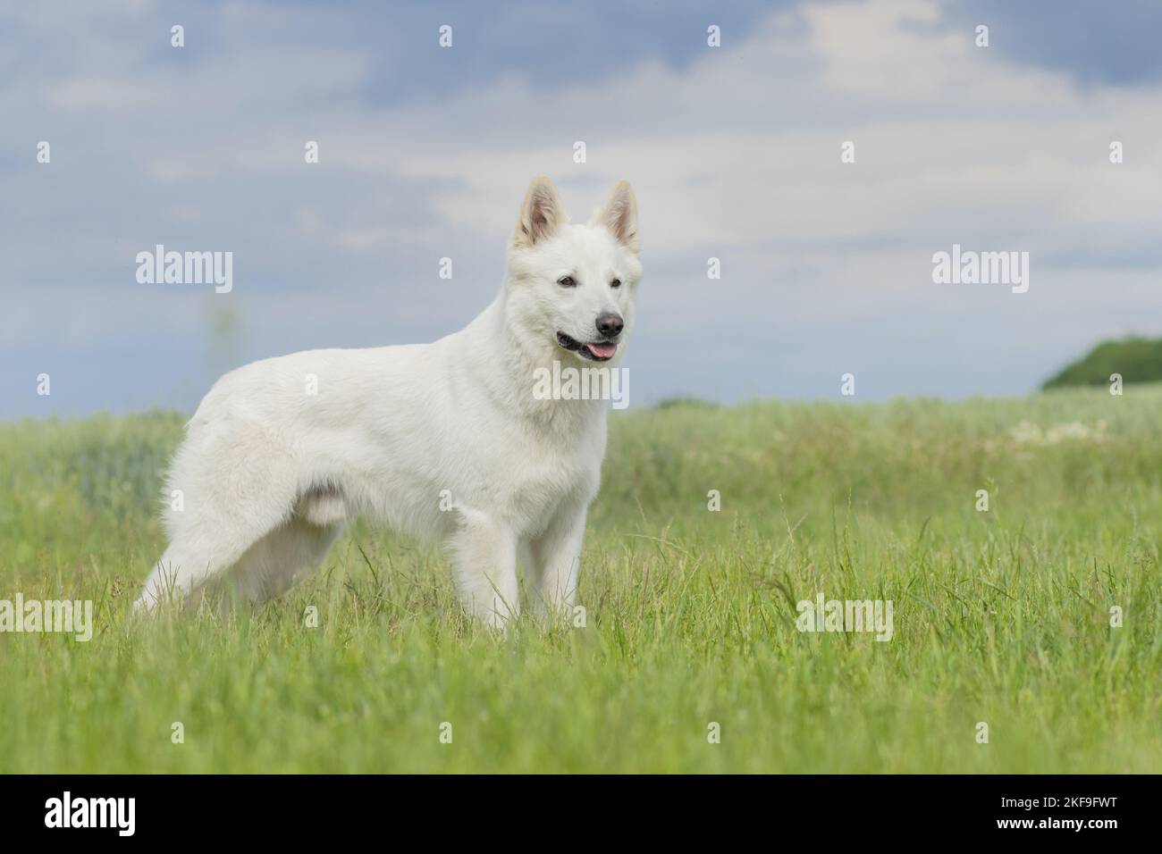 standing Berger Blanc Suisse Stock Photo - Alamy