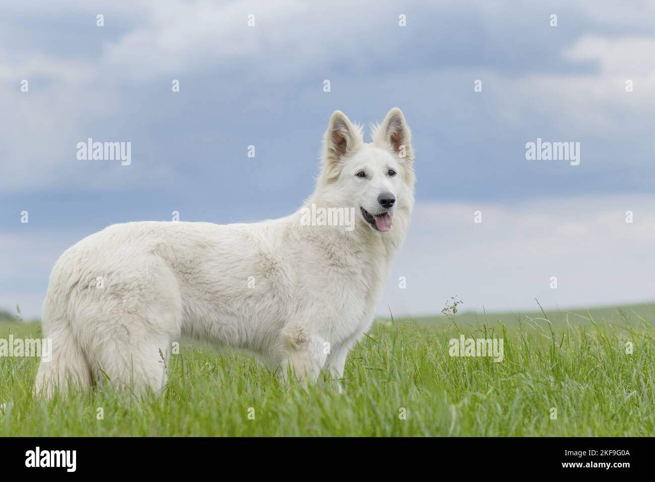 standing Berger Blanc Suisse Stock Photo - Alamy