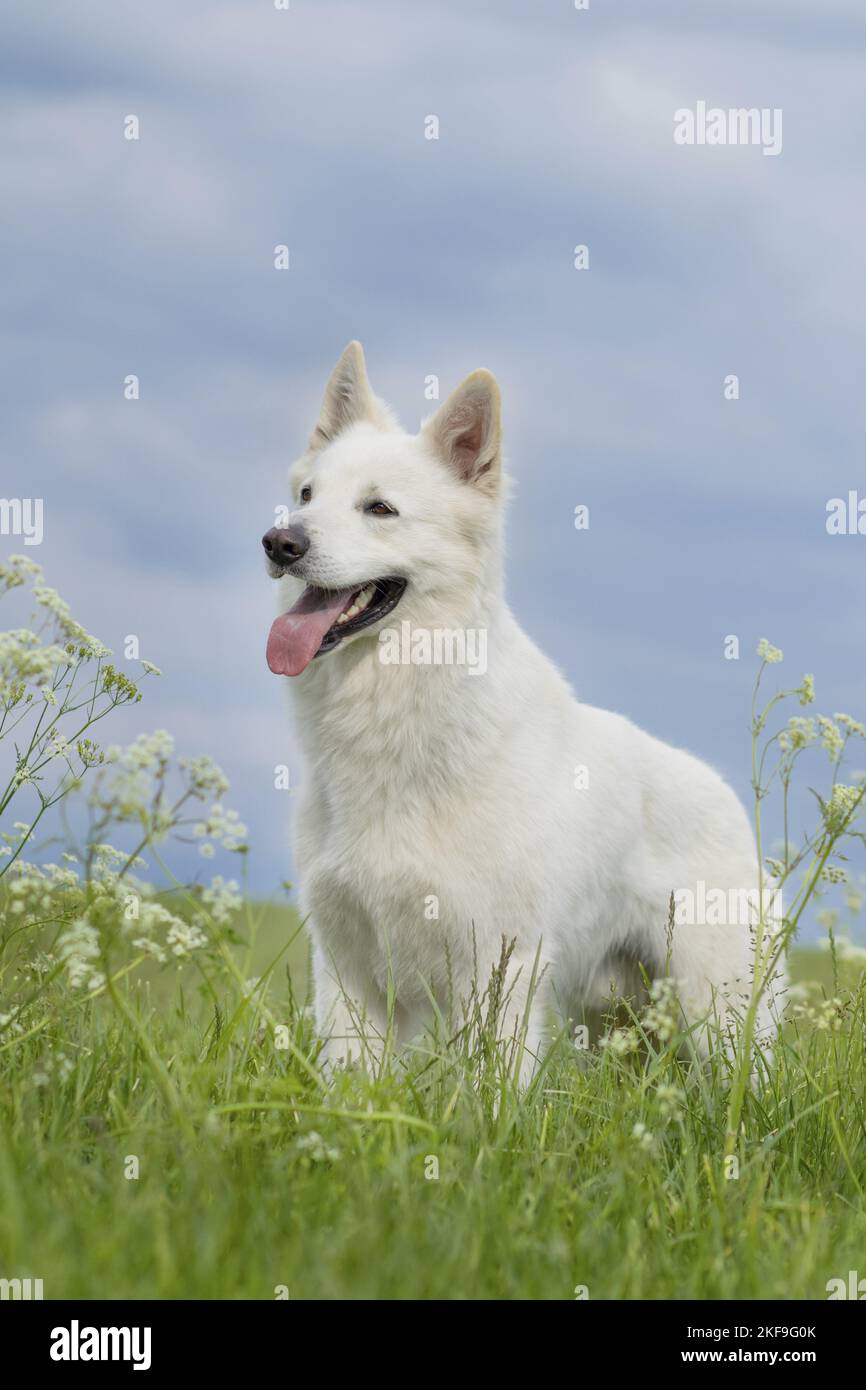 standing Berger Blanc Suisse Stock Photo - Alamy