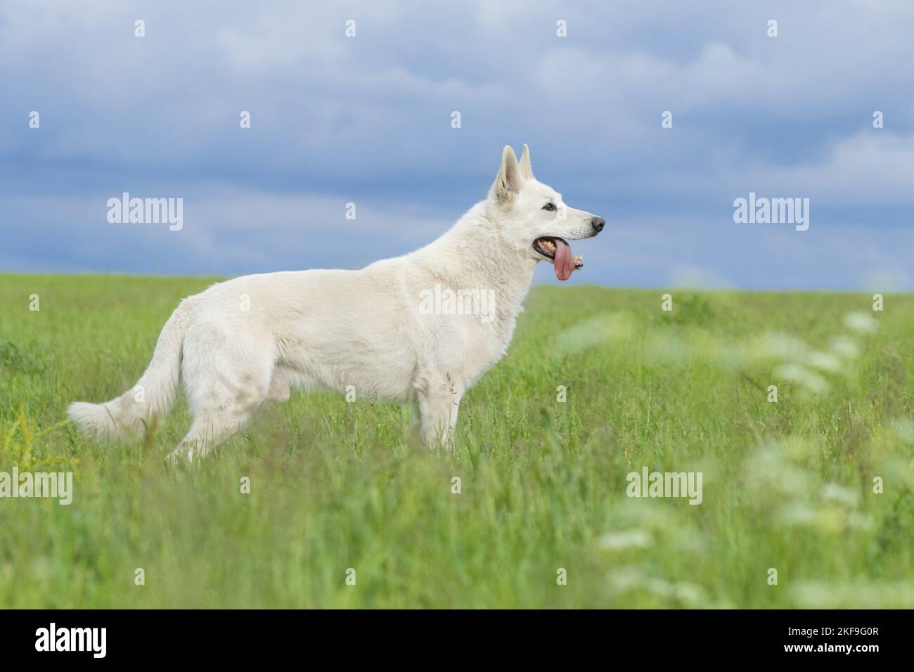 standing Berger Blanc Suisse Stock Photo - Alamy