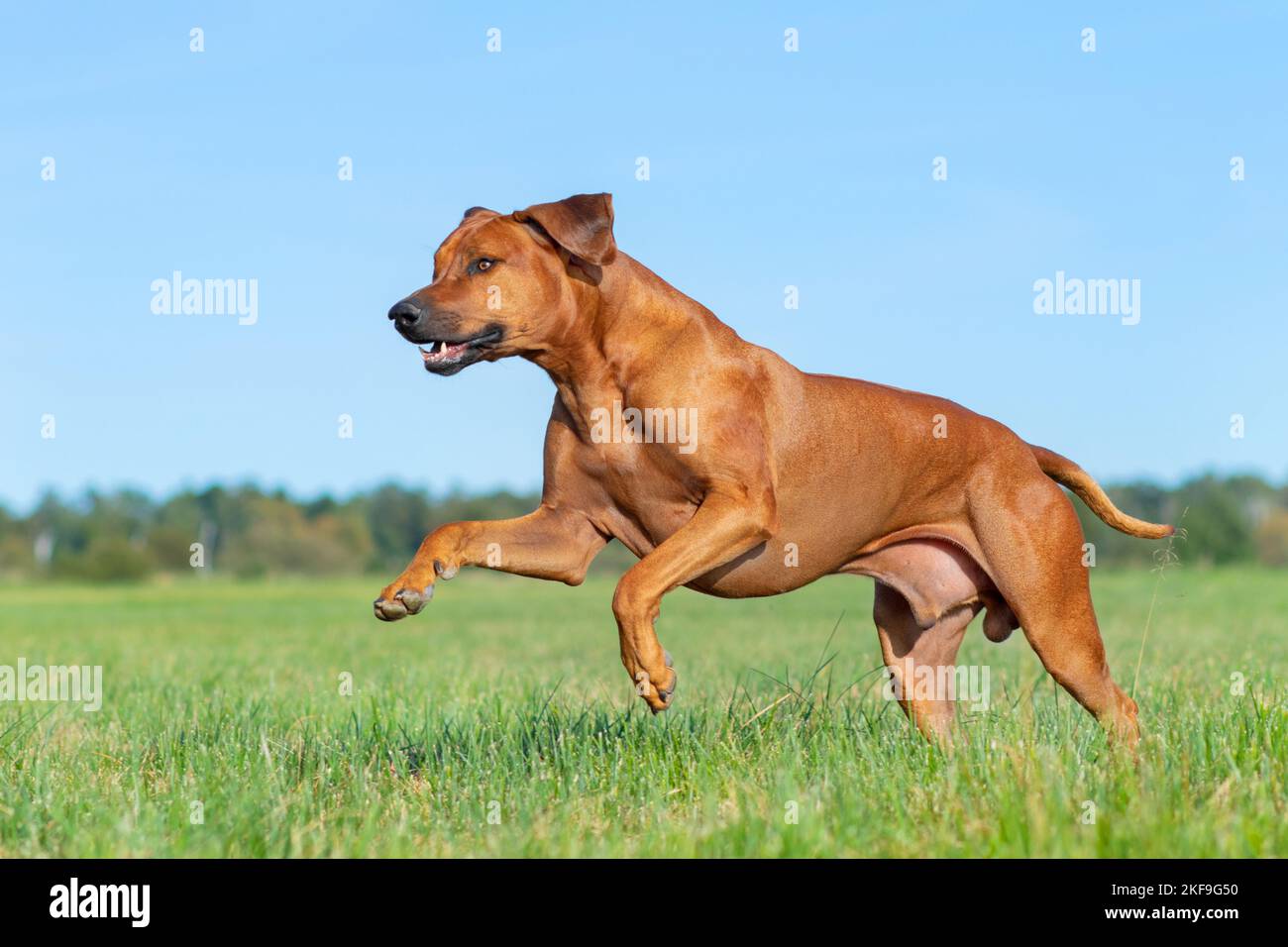 running Rhodesian Ridgeback Stock Photo - Alamy