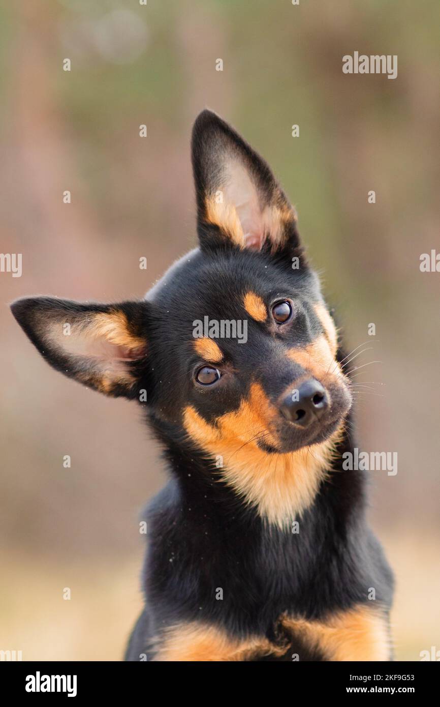 young Australian Kelpie Stock Photo - Alamy