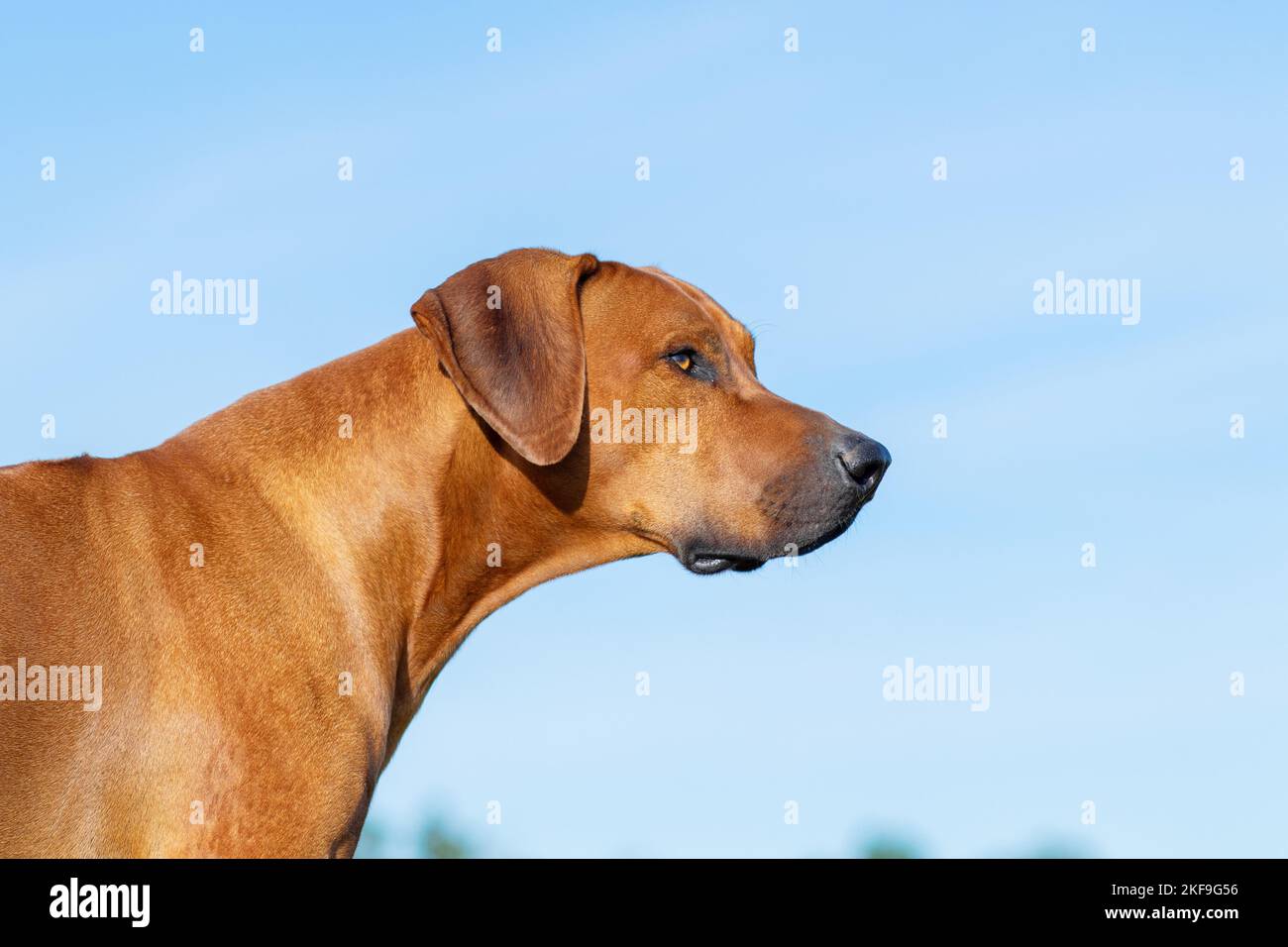 Rhodesian Ridgeback Portrait Stock Photo - Alamy