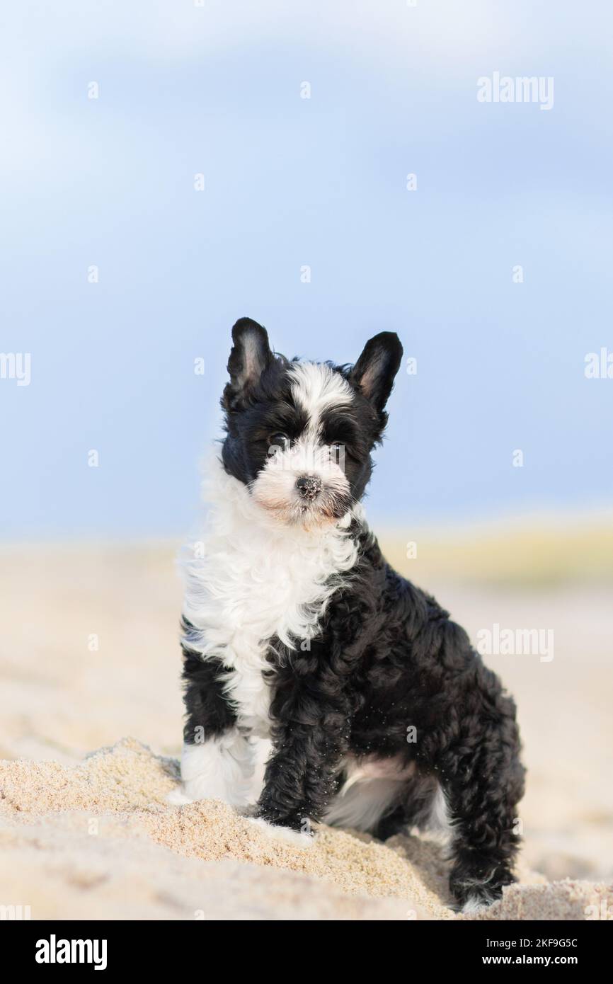 Chinese Crested Powderpuff Stock Photo - Alamy