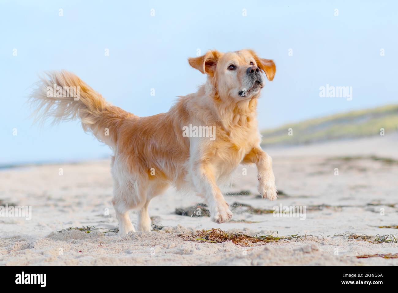 running Golden Retriever Stock Photo - Alamy