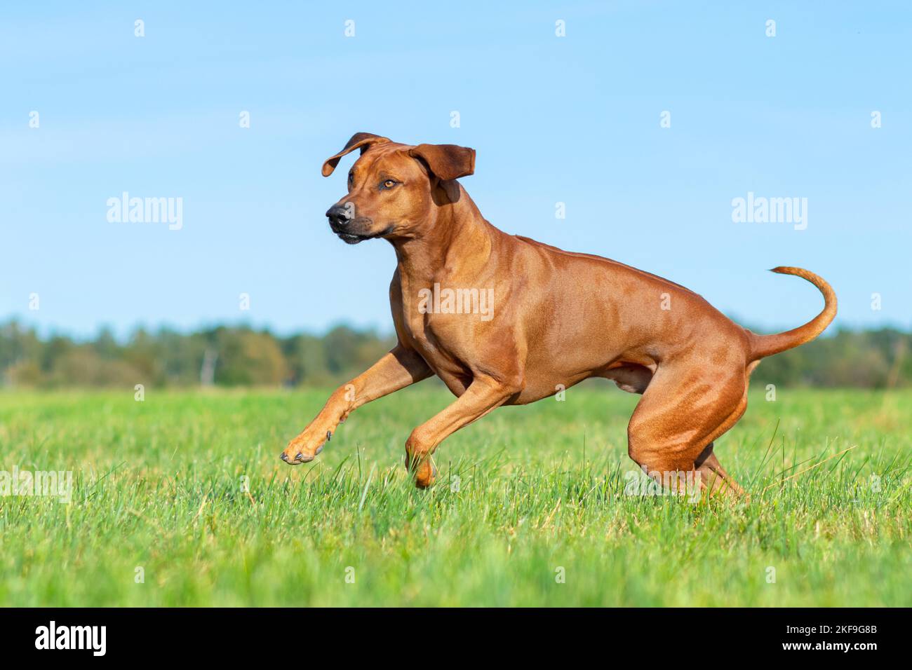 running Rhodesian Ridgeback Stock Photo - Alamy