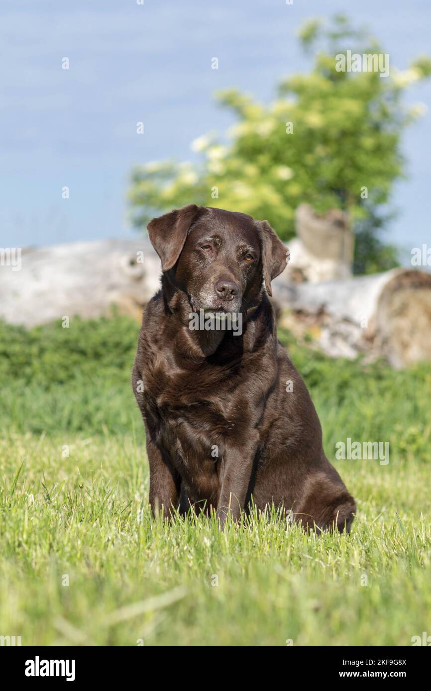 sitting Labrador Retriever Stock Photo - Alamy