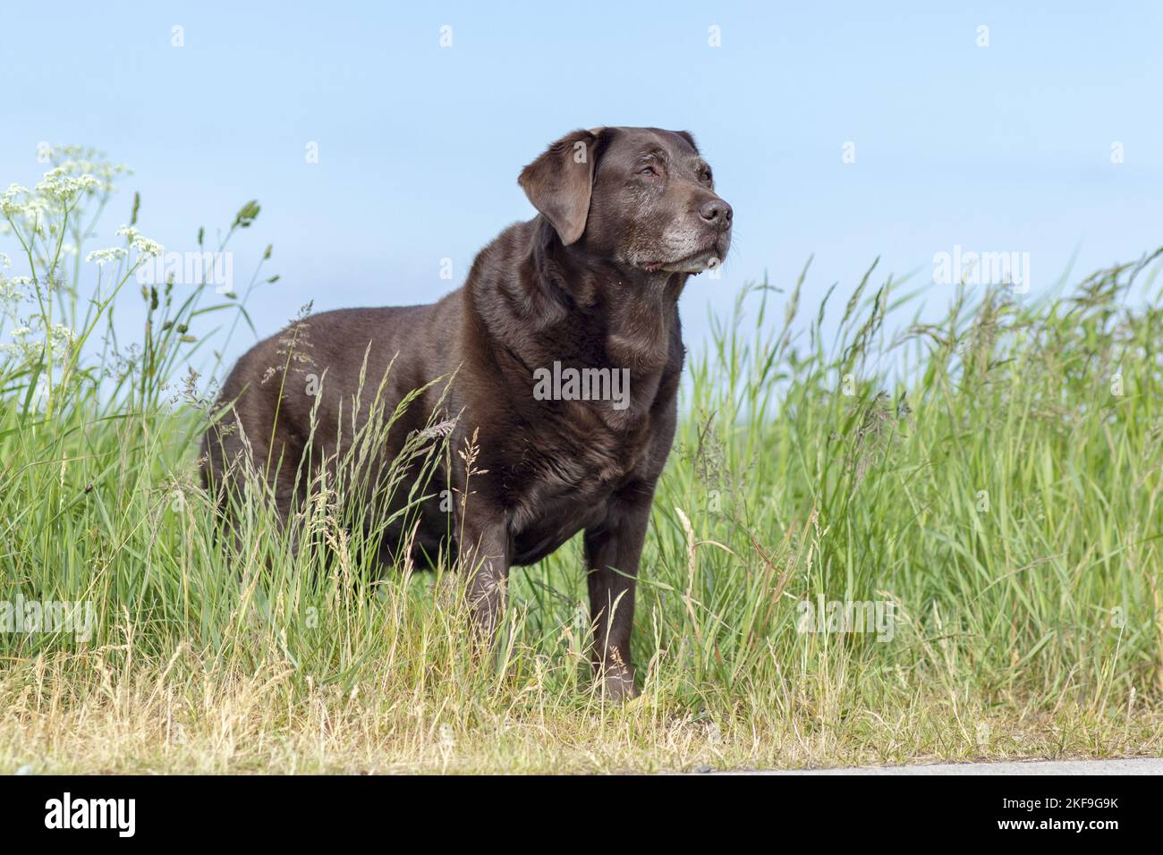 standing Labrador Retriever Stock Photo - Alamy