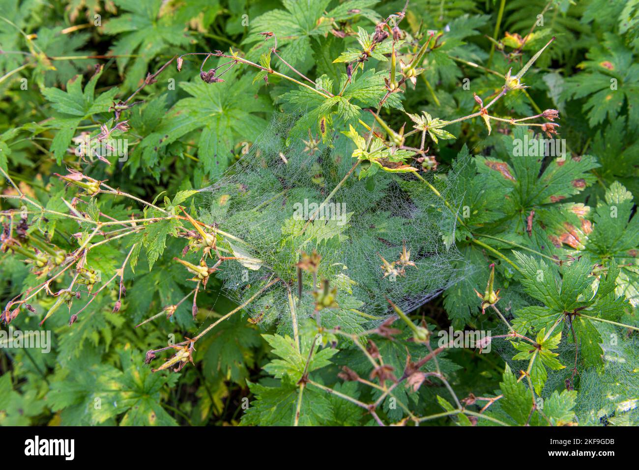 Compact spider hi-res stock photography and images - Alamy