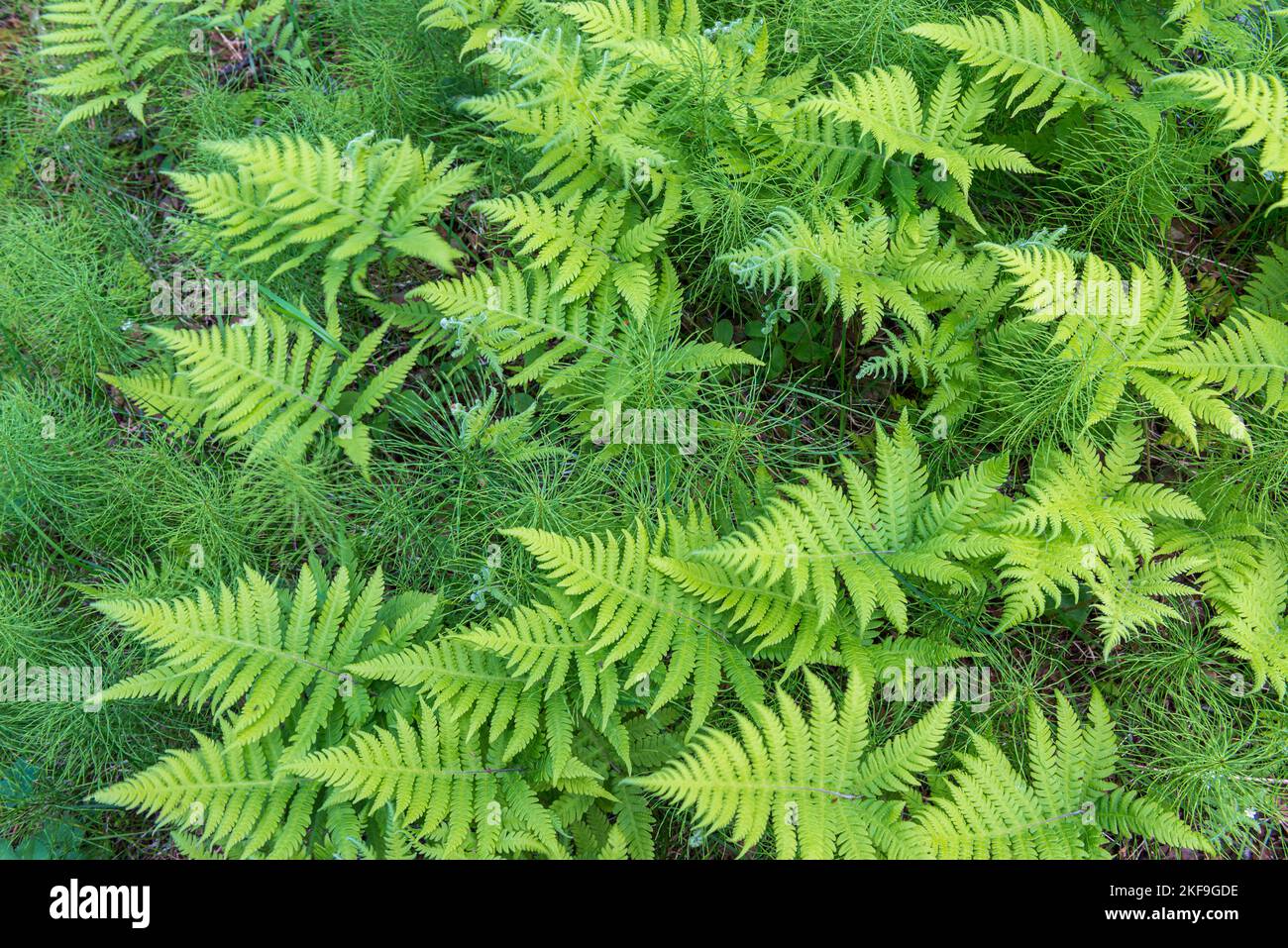 Fern. Hiking area. Tromsø. Norway Stock Photo - Alamy
