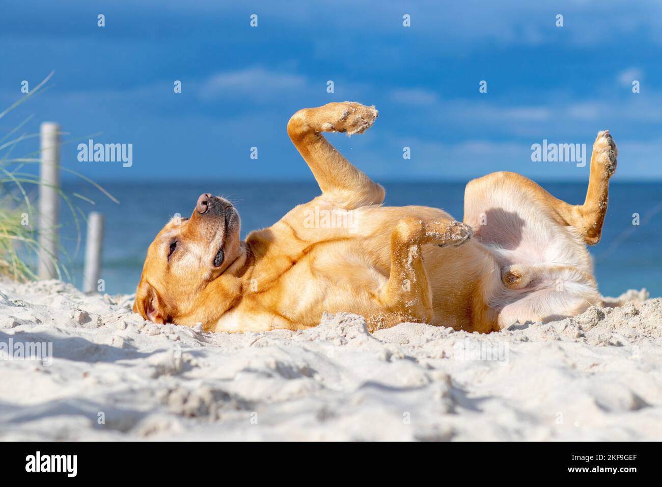 Labrador rolling hi-res stock photography and images - Alamy