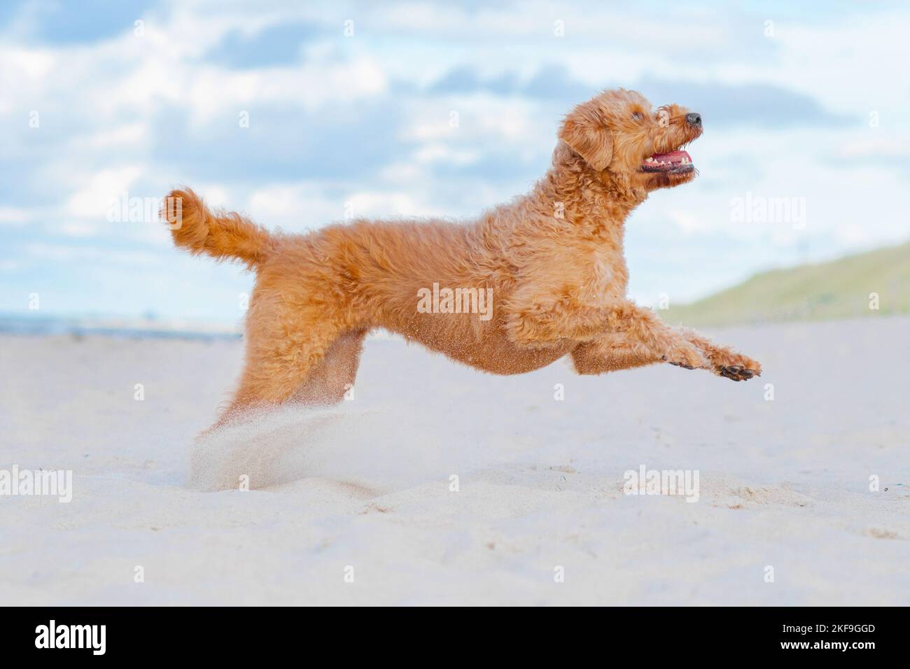 Brown poodle running hi-res stock photography and images - Alamy