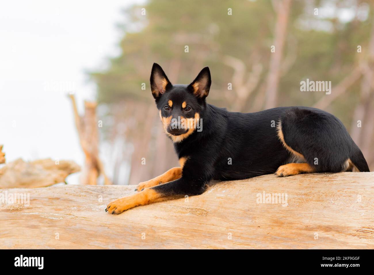 young Australian Kelpie Stock Photo - Alamy