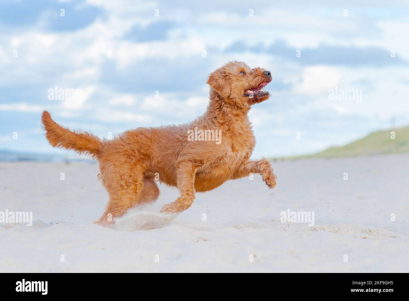 Brown poodle running hi-res stock photography and images - Alamy