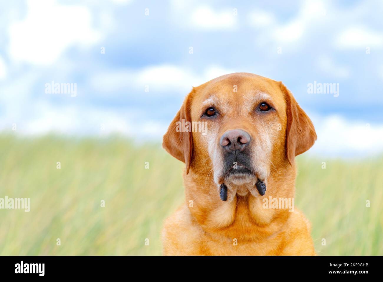 Yellow labrador retriever old aged hi-res stock photography and images ...