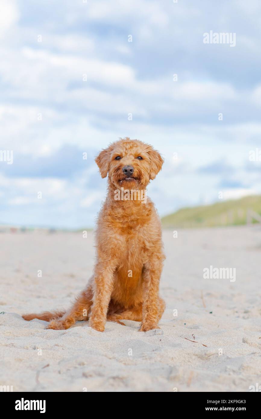 Brown haired labradoodle hi-res stock photography and images - Alamy