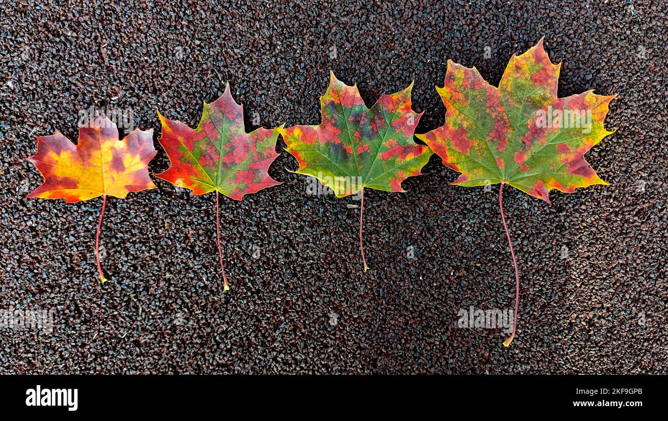 Four multi color autumn fall maple leaves on grey asphalt background ...