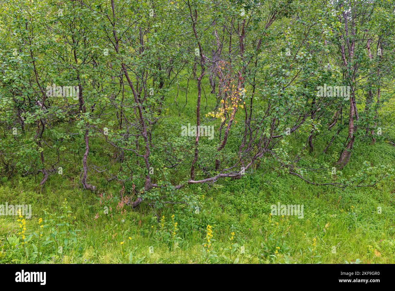 Group of trees with green leaves and some yellow ones Stock Photo - Alamy