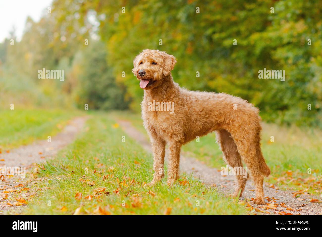 Curly haired labradoodle dog hi-res stock photography and images - Alamy