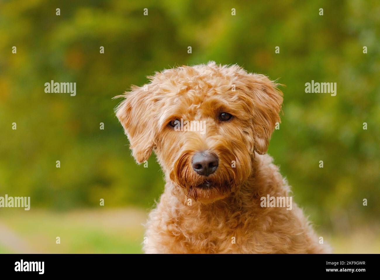 Curly haired labradoodle dog hi-res stock photography and images - Alamy