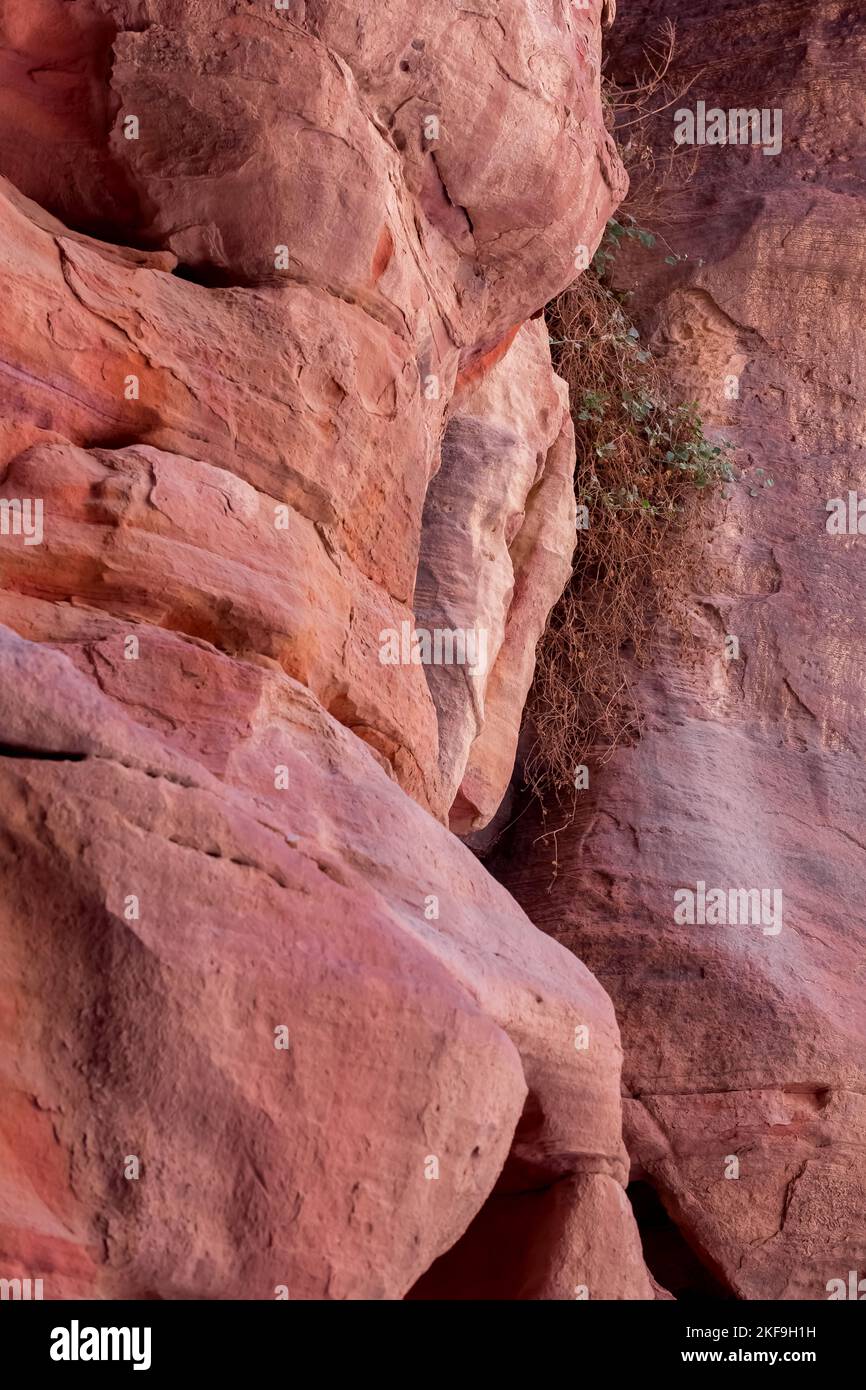 The Siq, narrow red canyon wall texture background in Petra, Jordan ...