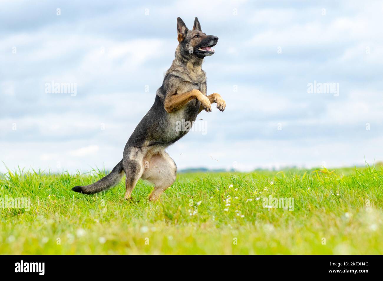 jumping German Shepherd Stock Photo - Alamy