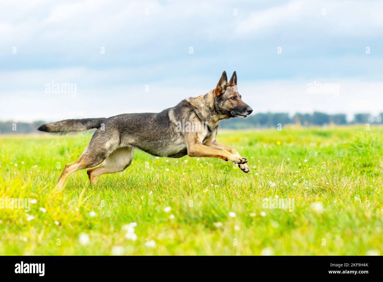 running German Shepherd Stock Photo - Alamy