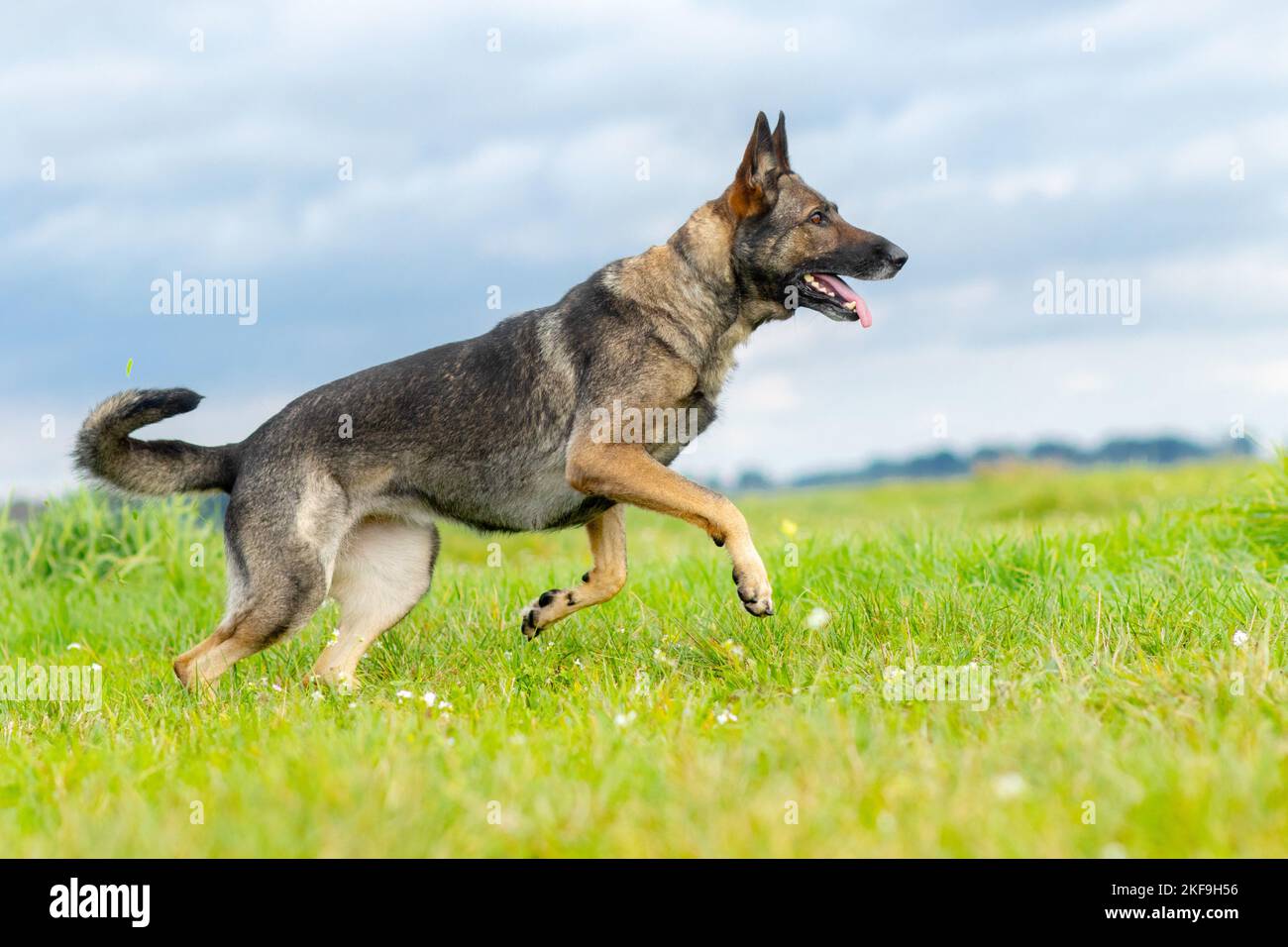 running German Shepherd Stock Photo - Alamy