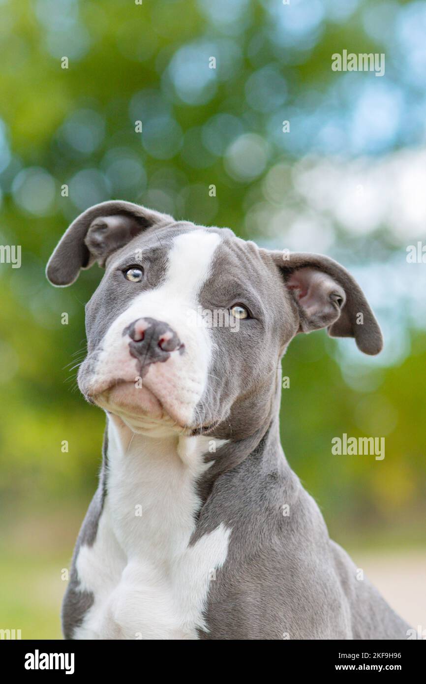 American bullies dog hi-res stock photography and images - Alamy