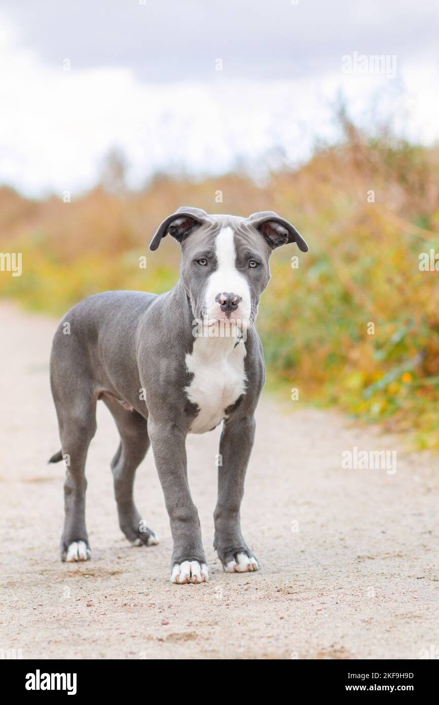 American bullies dog hi-res stock photography and images - Alamy