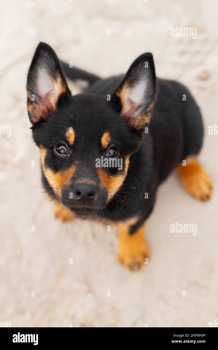 Australian Kelpie Puppy Stock Photo - Alamy