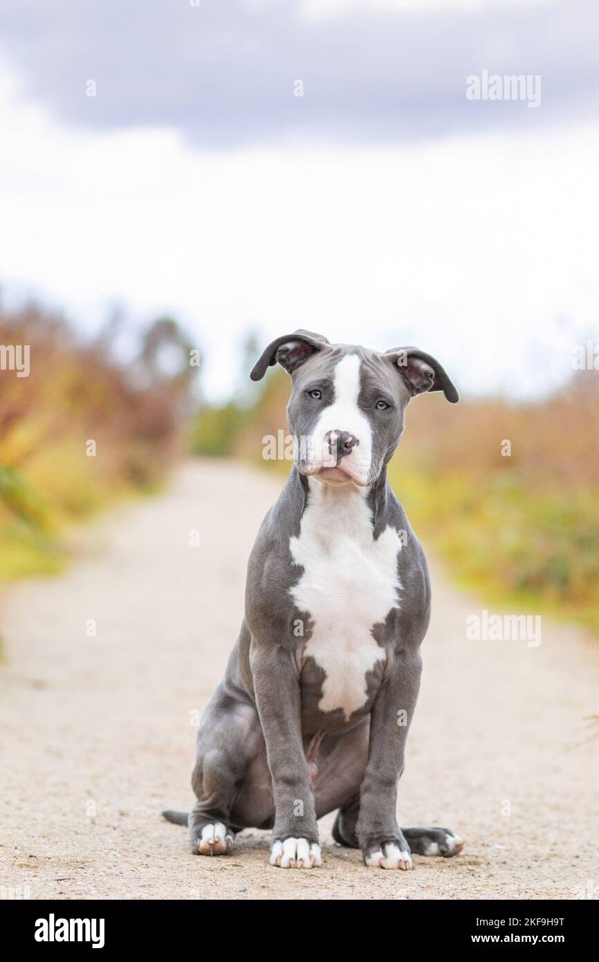American bullies dog hi-res stock photography and images - Alamy