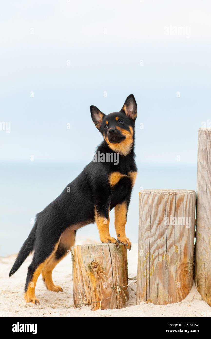 Australian Kelpie Puppy Stock Photo - Alamy