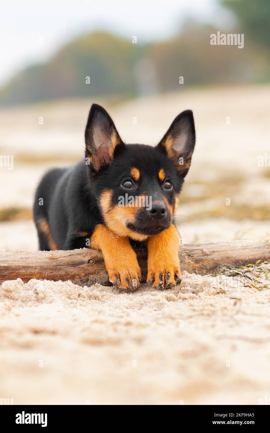 Australian Kelpie Puppy Stock Photo - Alamy