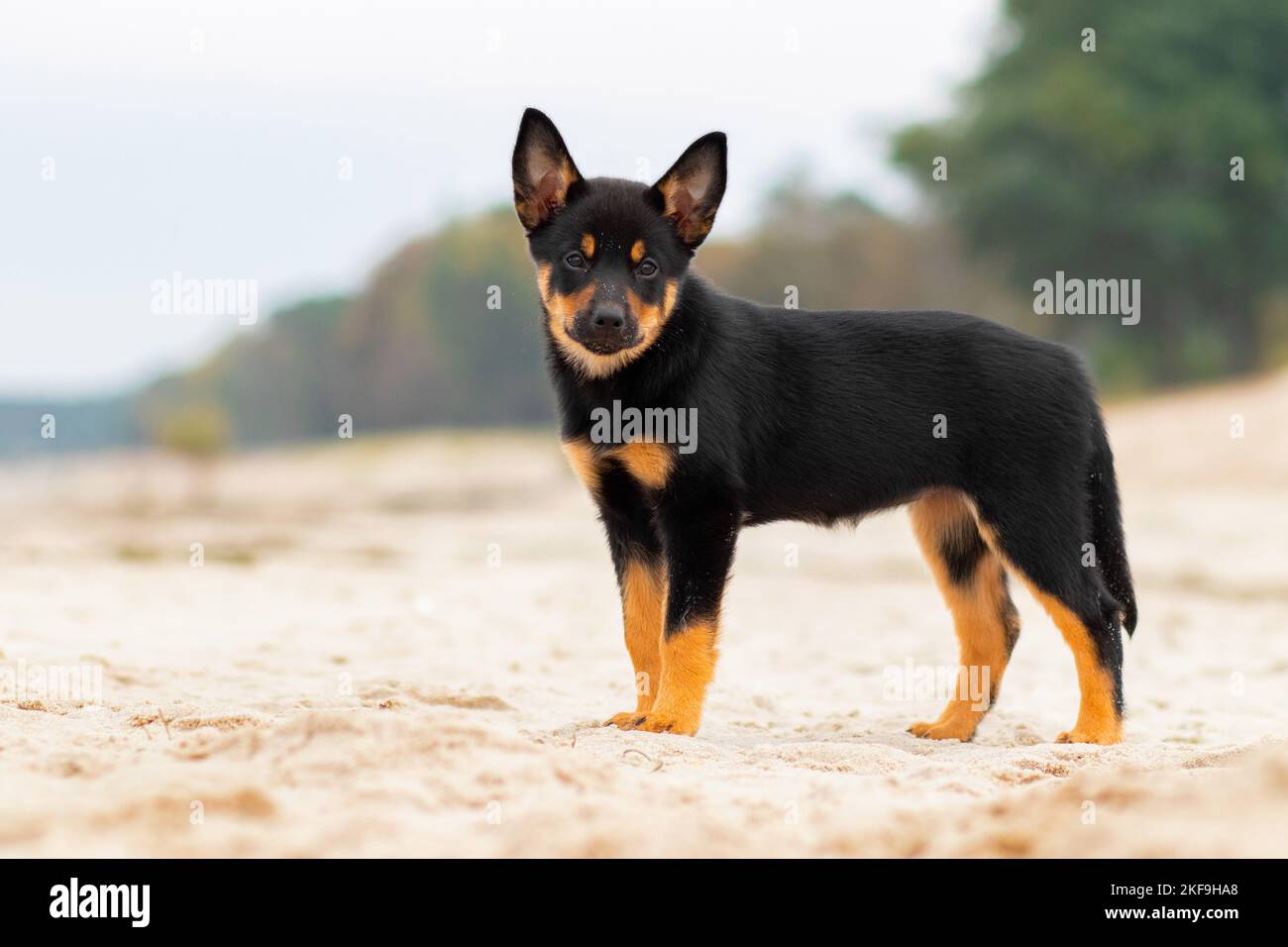 Kelpie pup hi-res stock photography and images - Alamy