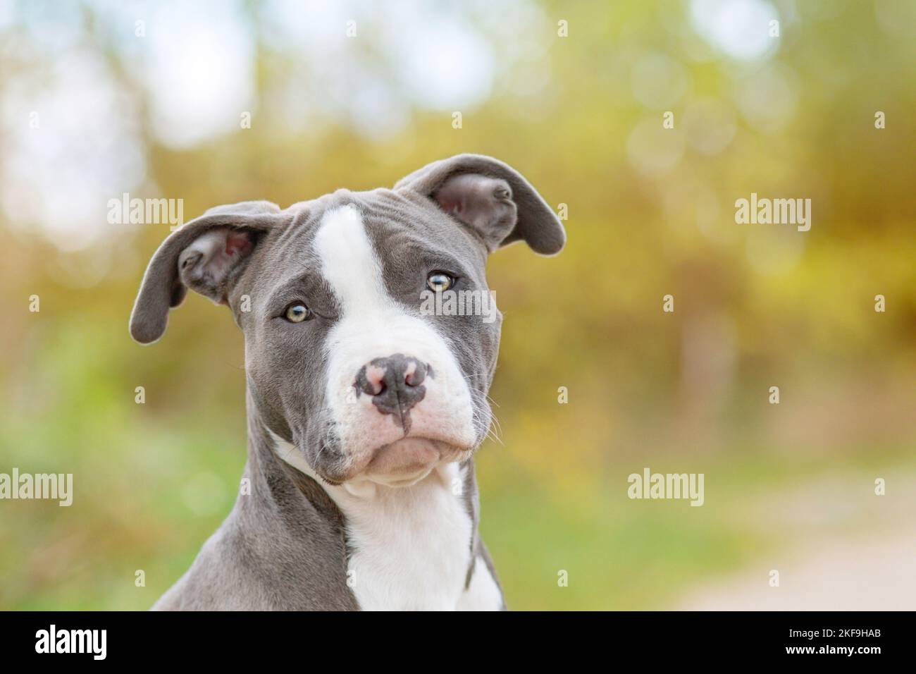 American bully head hi-res stock photography and images - Alamy