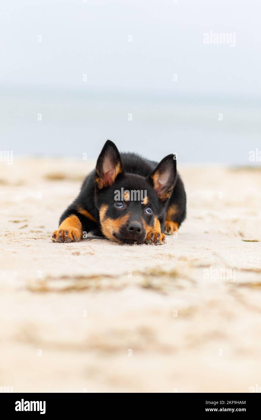 Australian Kelpie Puppy Stock Photo - Alamy