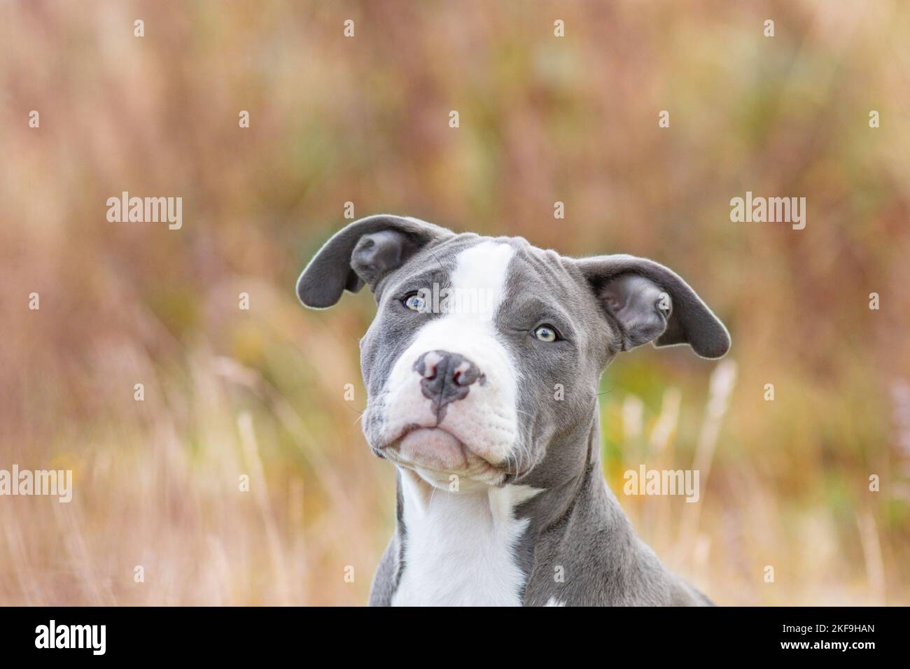 American bullies dog hi-res stock photography and images - Alamy