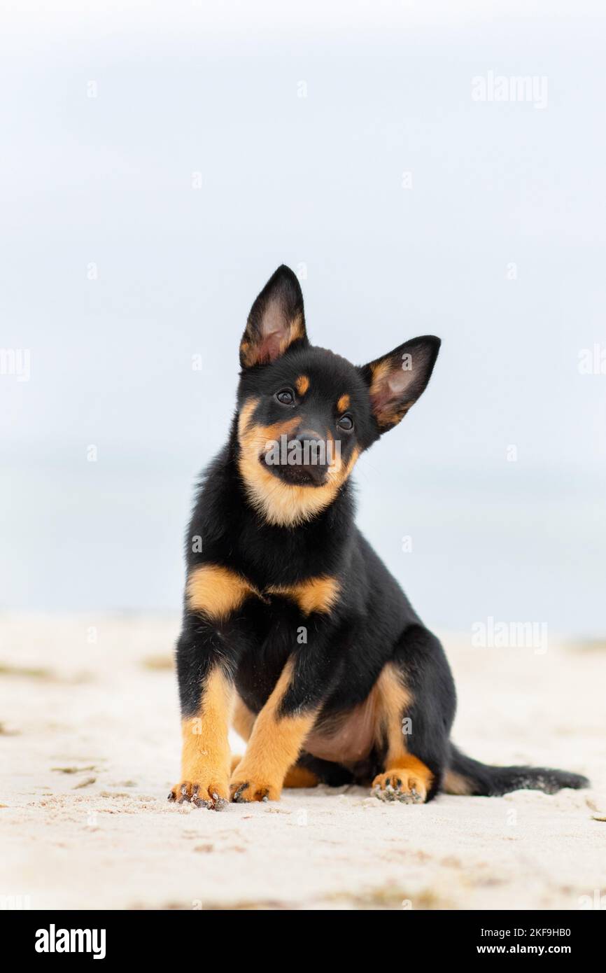 Australian Kelpie Puppy Stock Photo - Alamy
