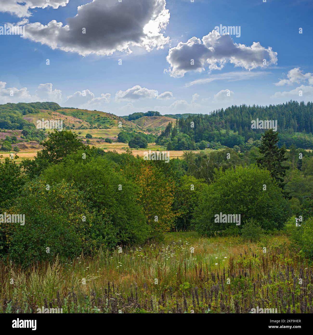 Beauty of nature. The beauty of nature - Rebild National Park, Jutland ...