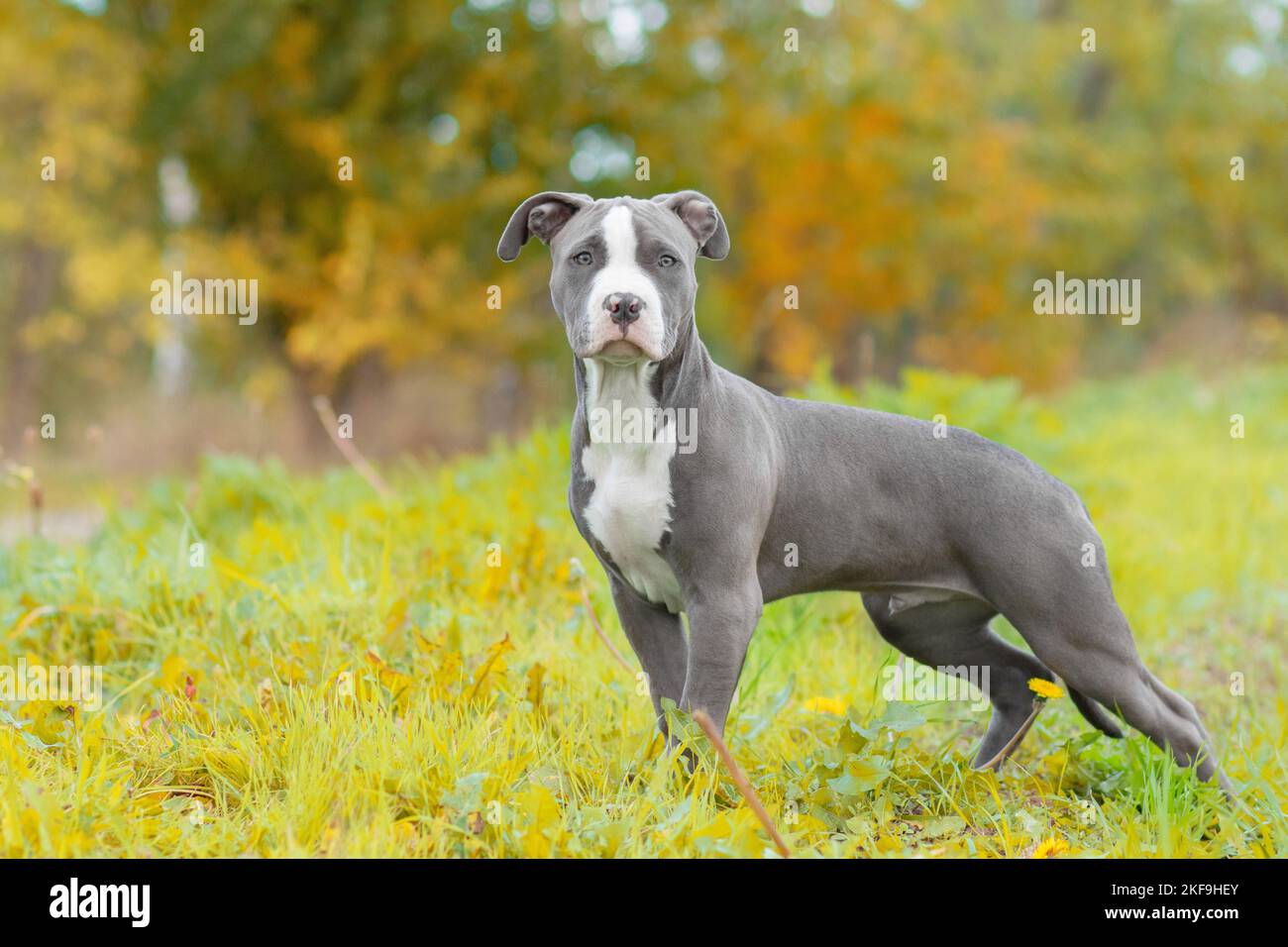 American bully dogs standing hi-res stock photography and images - Alamy